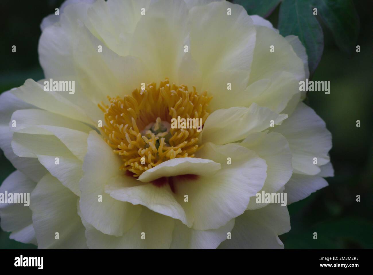 A blooming peony (Moutan) with white petals and yellow stamens. Spring ...
