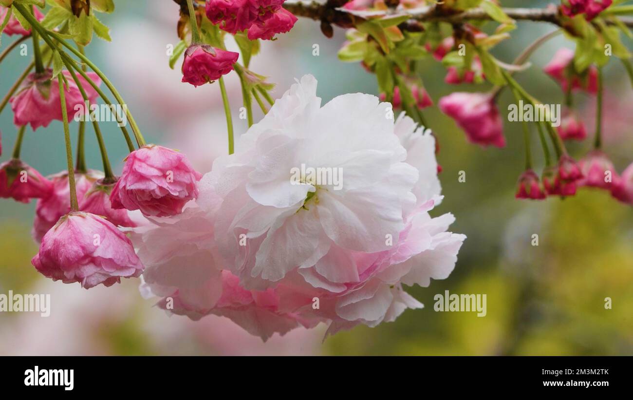 Double-Flowered Cherry blossoms in full bloom, with white and pink ...