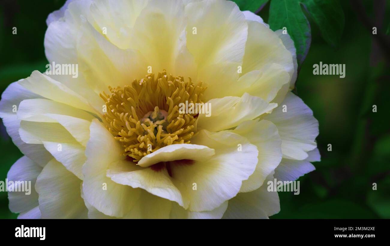 A blooming peony (Moutan) with white petals and yellow stamens. Spring ...
