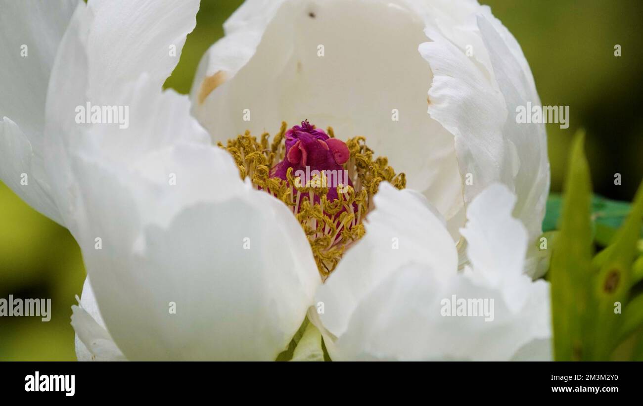 A blooming peony (Moutan) with white petals and yellow stamens. Spring ...
