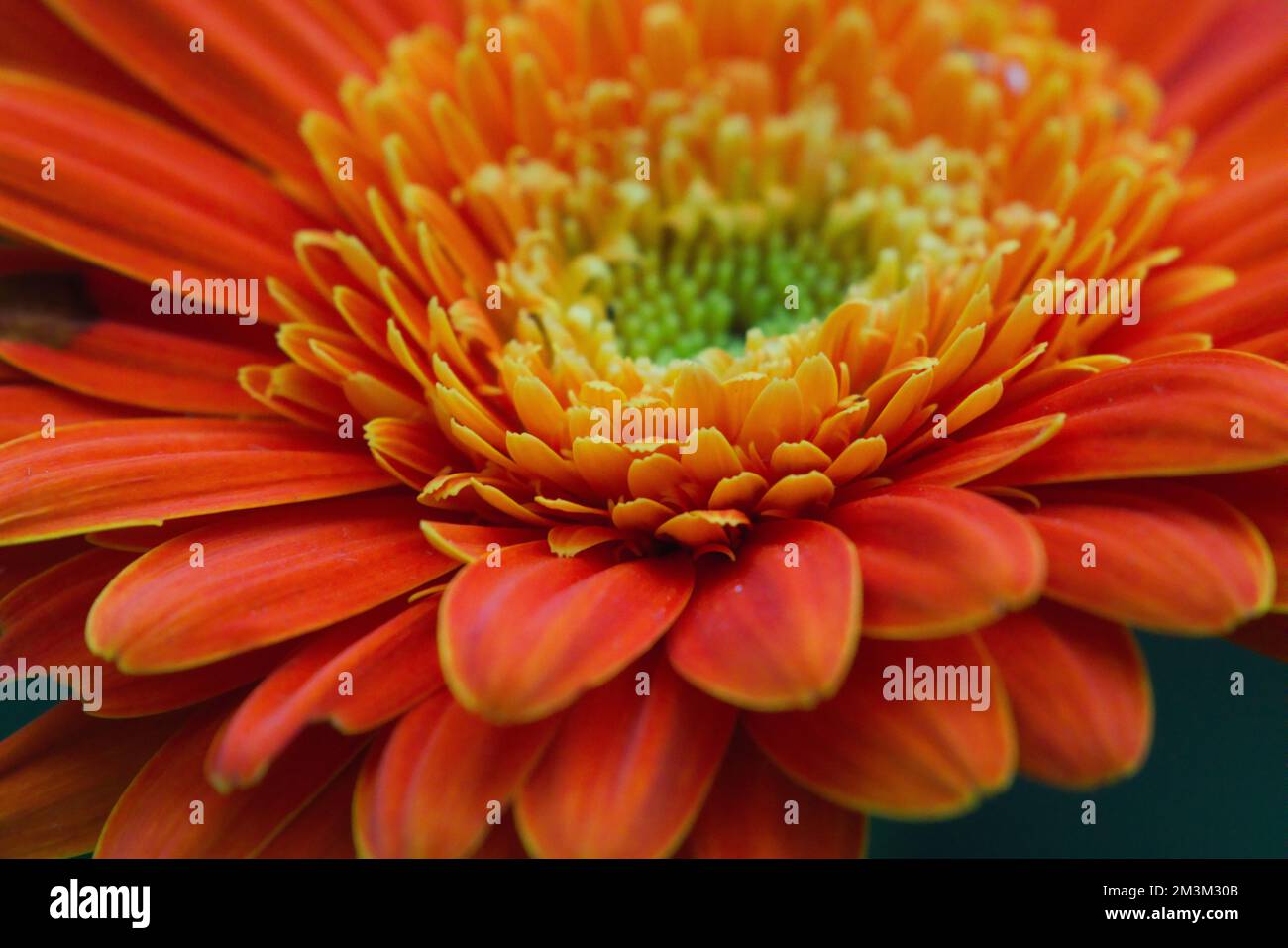 Orange gerbera daisy (African Daisy) in bloom. Taken in close-up ...
