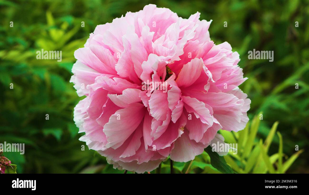 Peony (Moutan) in full bloom with pink petals. Spring flower season ...