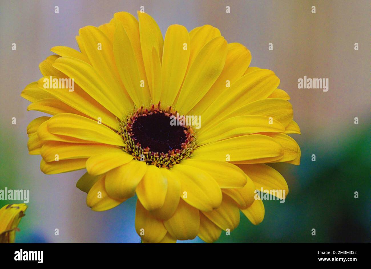 Yellow gerbera daisy (African Daisy) in bloom. Taken in close-up ...