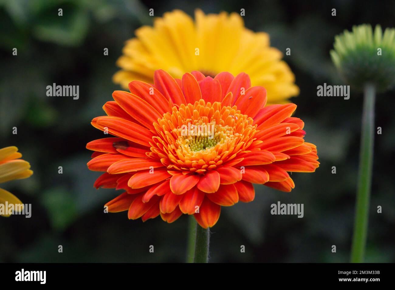 Yellow and orange gerbera daisies (Gerbera daisies) in bloom. Taken in ...