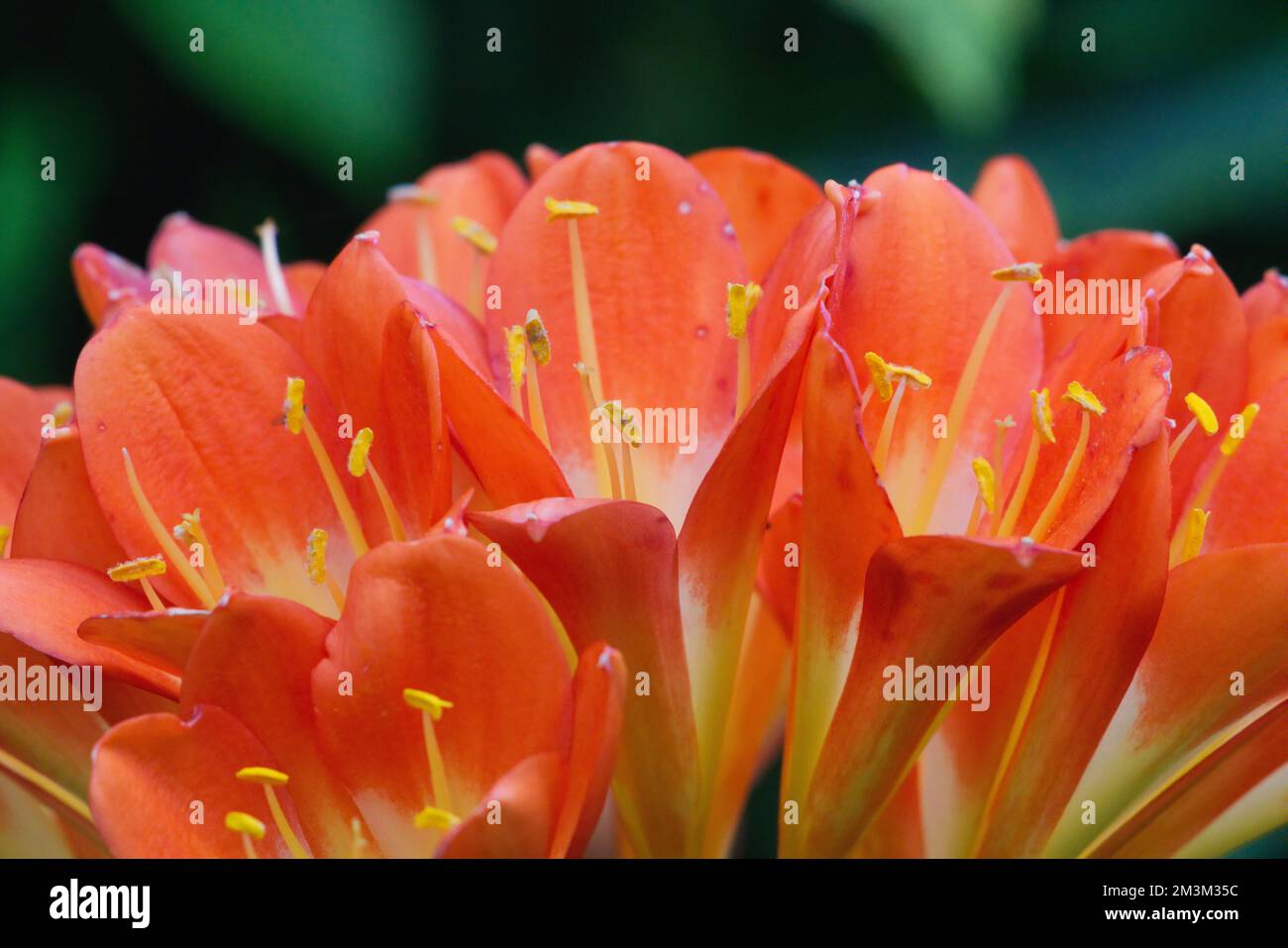 Blooming Clivia miniata flowers. Bright orange trumpets are spectacular ...