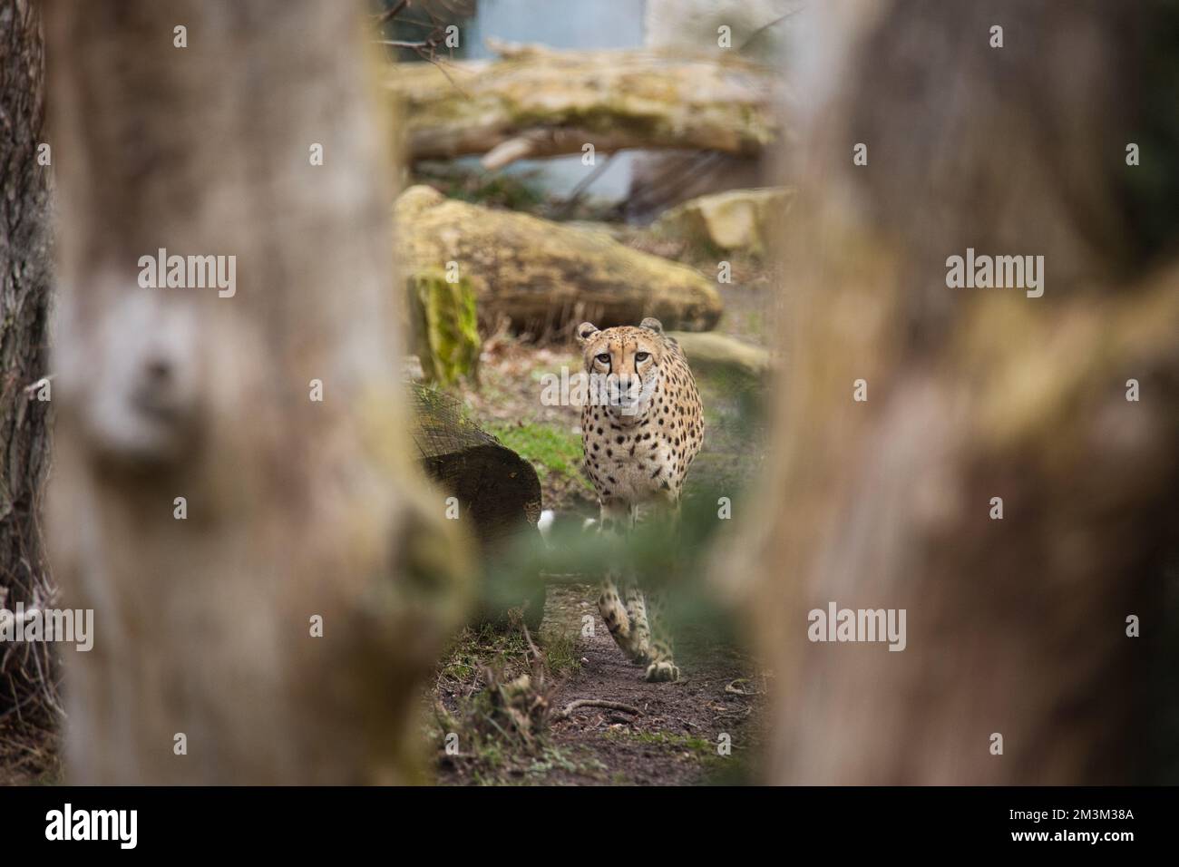Northeast african cheetah hi-res stock photography and images - Alamy