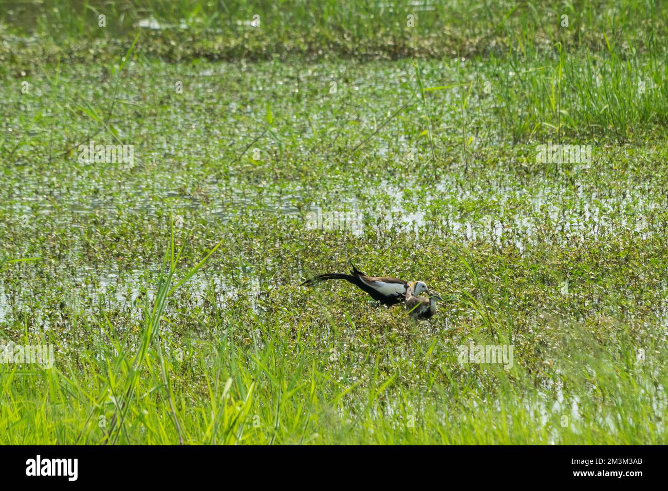 Pheasant-tailed Jacana feeding in a pond with vegetation. Long-tailed ...