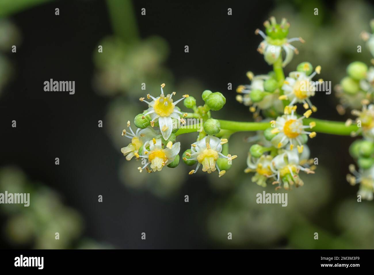Cluster of wild figs hi-res stock photography and images - Alamy