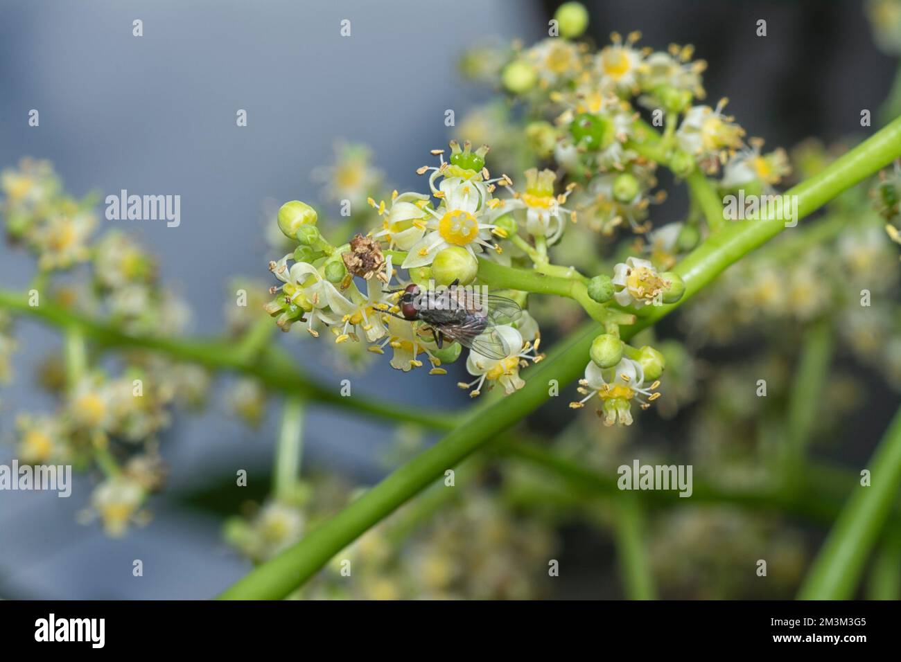close shot of the cluster fly resting on the ambarella flower stem ...