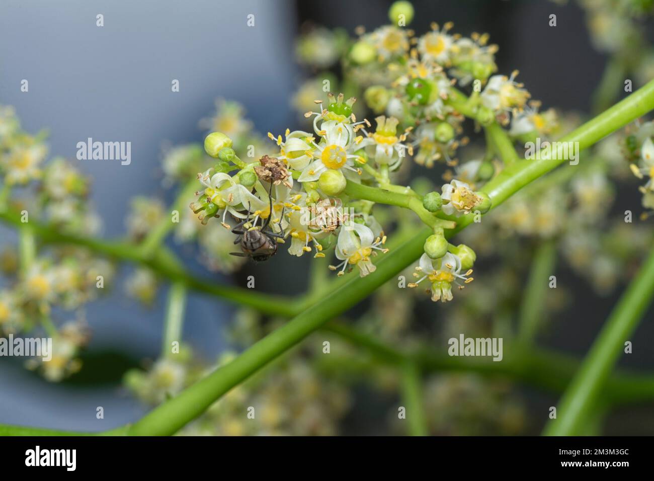 close shot of the cluster fly resting on the ambarella flower stem ...