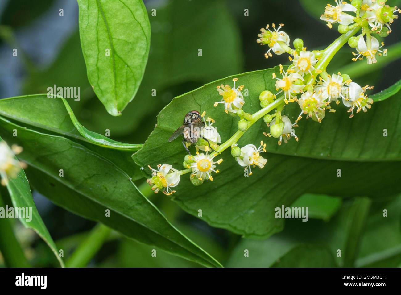 close shot of the cluster fly resting on the ambarella flower stem ...