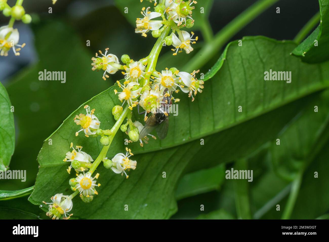 Cluster of wild figs hi-res stock photography and images - Alamy