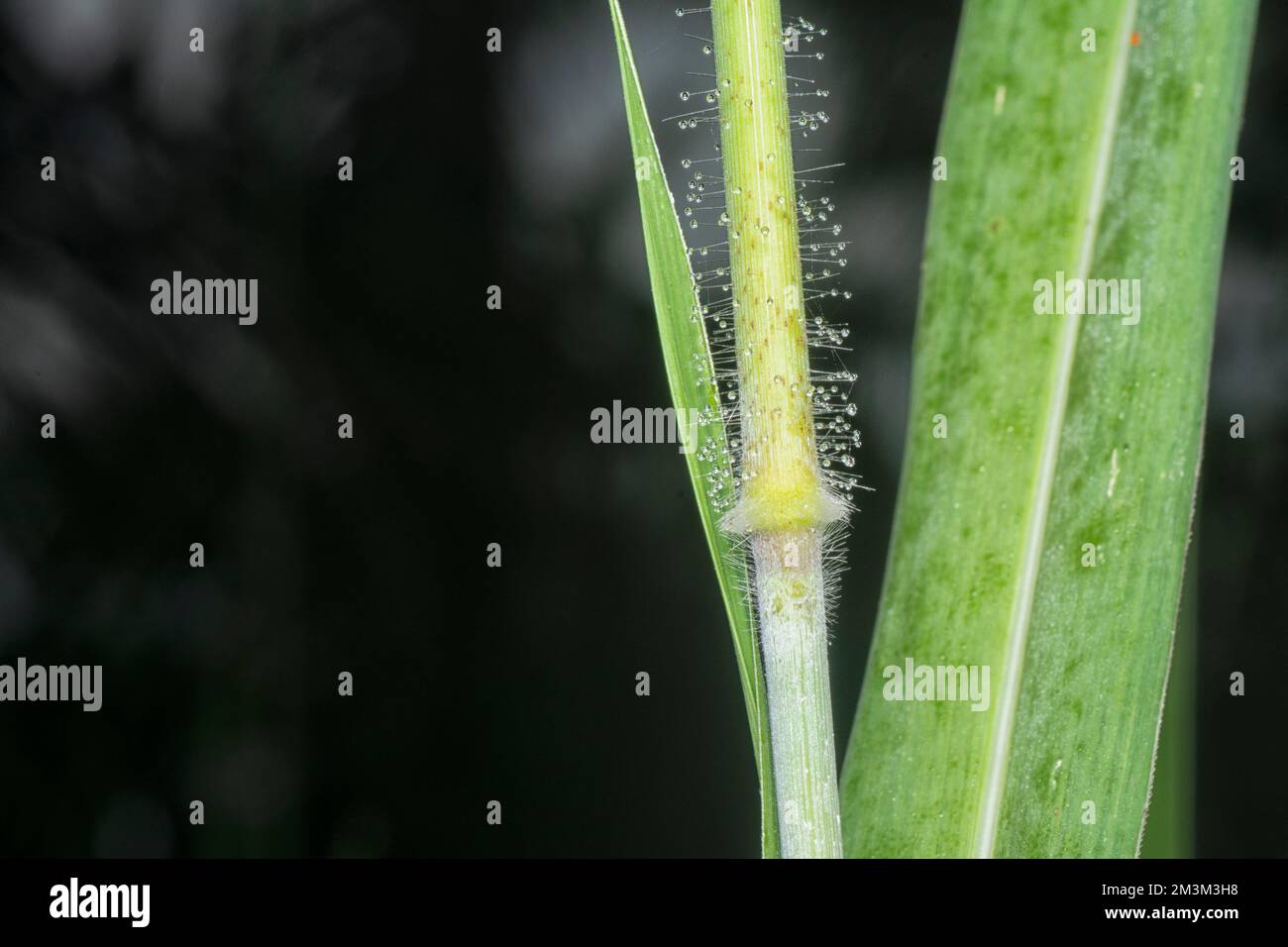 close up of the stems of poaceae grasses branch Stock Photo - Alamy