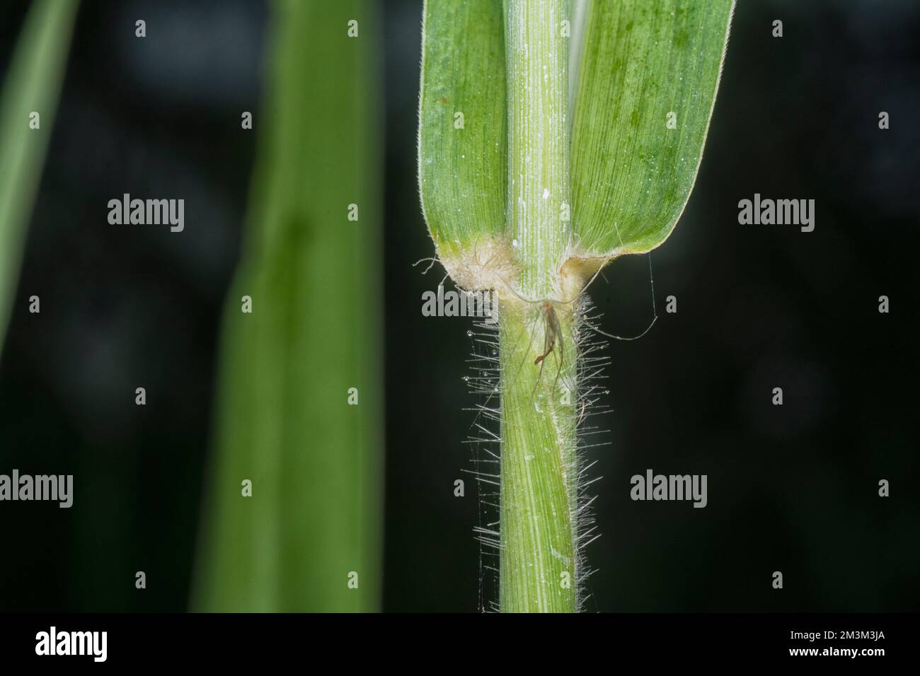 close up of the stems of poaceae grasses branch Stock Photo - Alamy