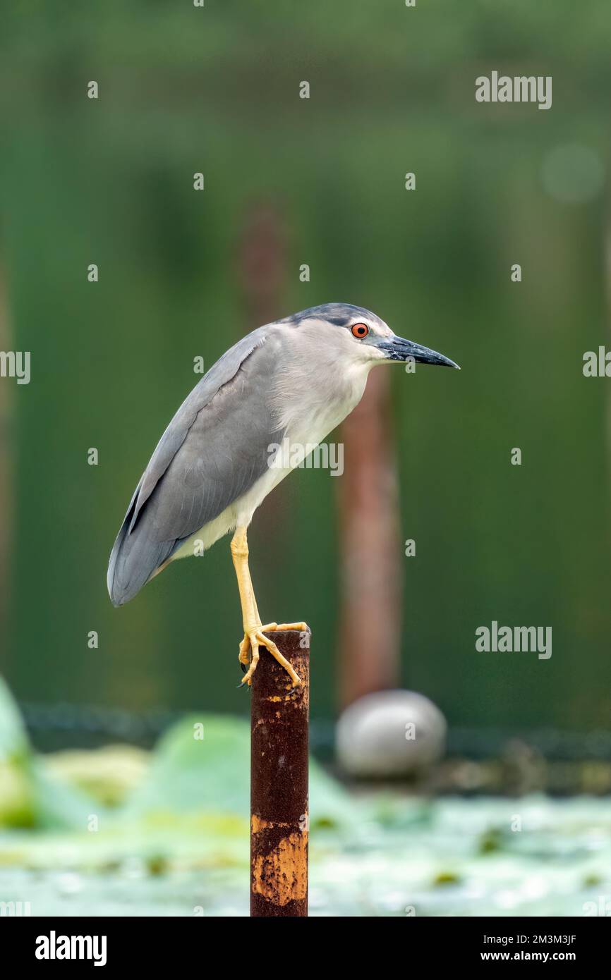 Beautiful standing Black-crowned Night-Heron (Nycticorax nycticorax) on ...