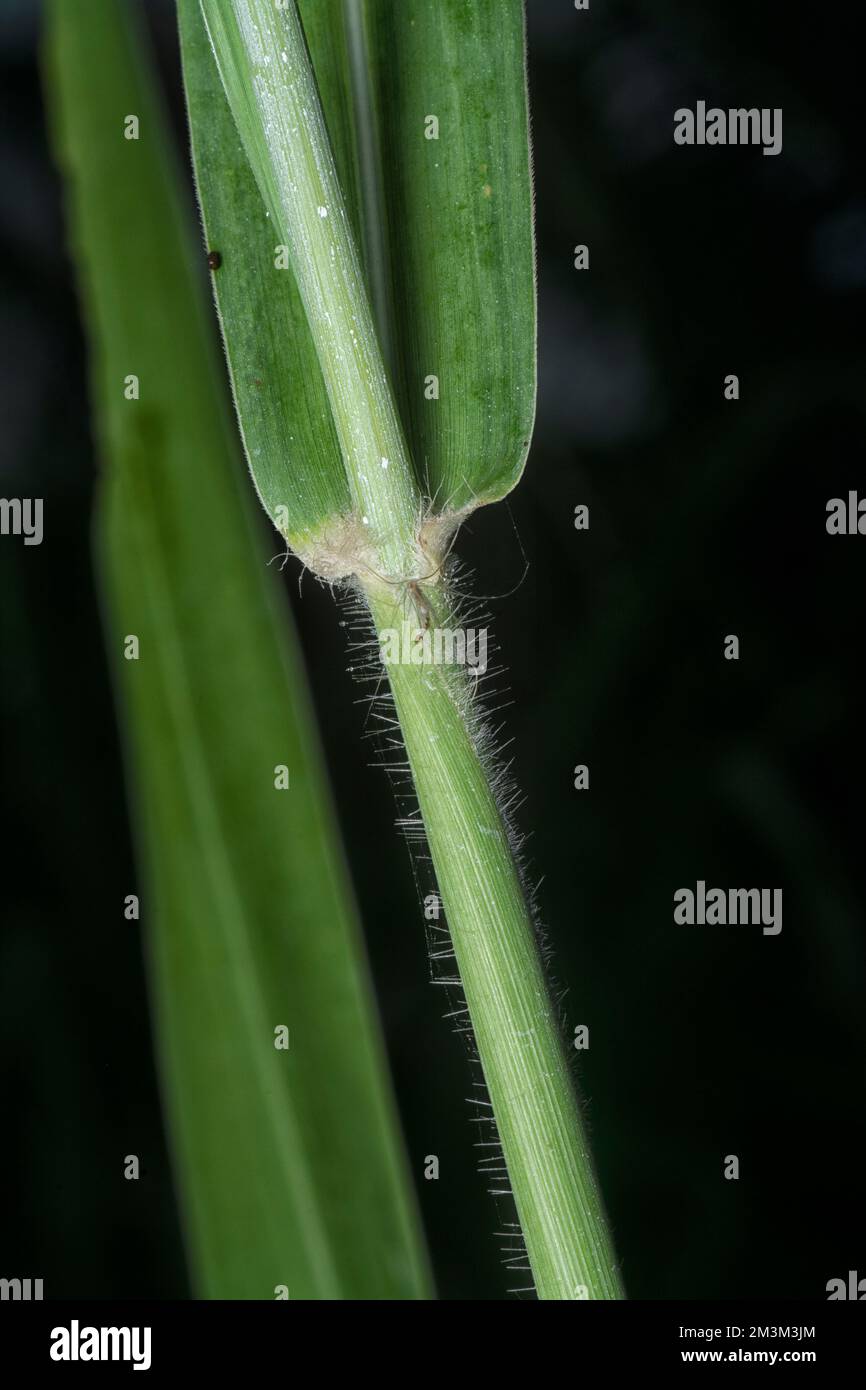 close up of the stems of poaceae grasses branch Stock Photo - Alamy
