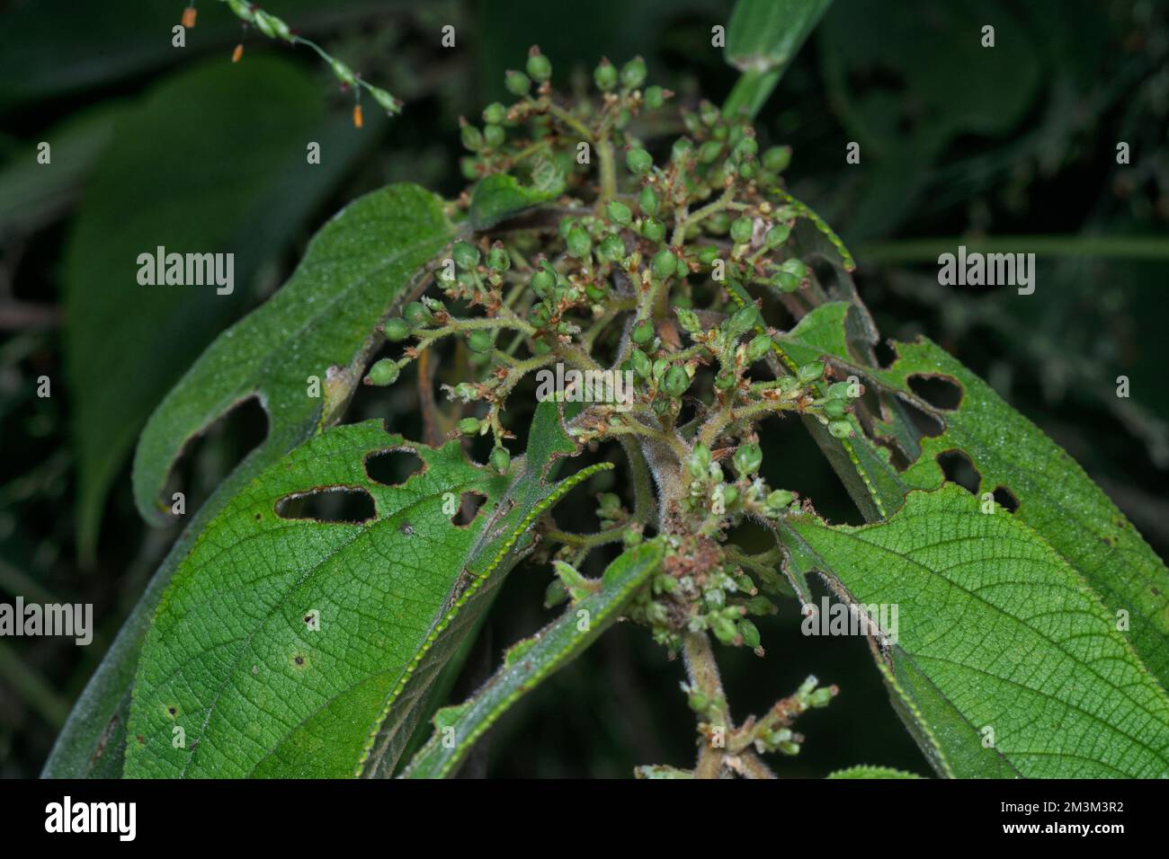 close up of the wild trema orientalis tree plant Stock Photo - Alamy