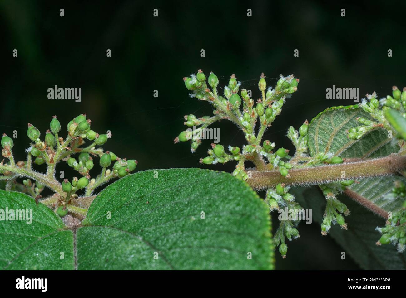 close up of the wild trema orientalis tree plant Stock Photo - Alamy