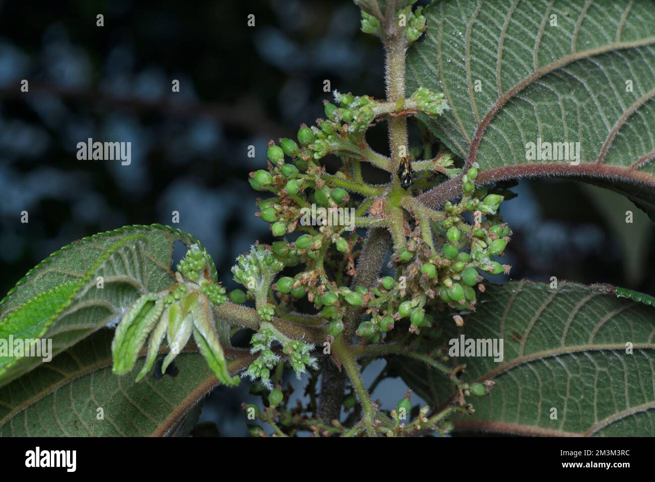 Trema orientalis hi-res stock photography and images - Alamy