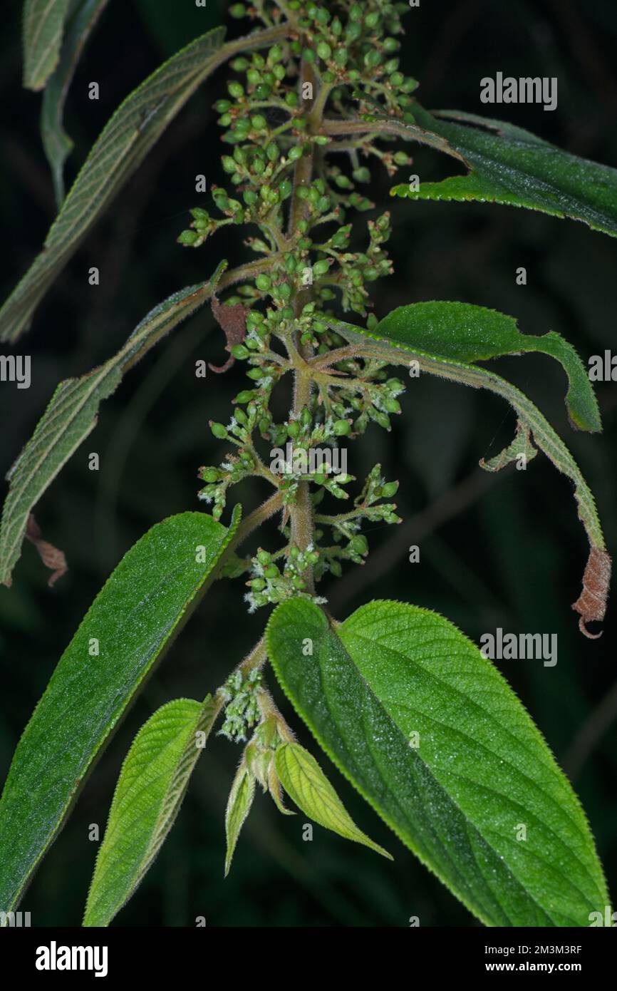 Trema orientale hi-res stock photography and images - Alamy