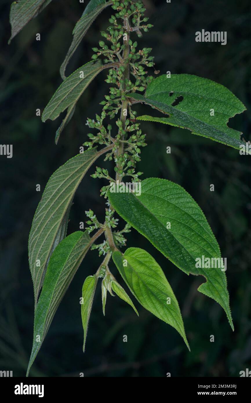 close up of the wild trema orientalis tree plant Stock Photo - Alamy