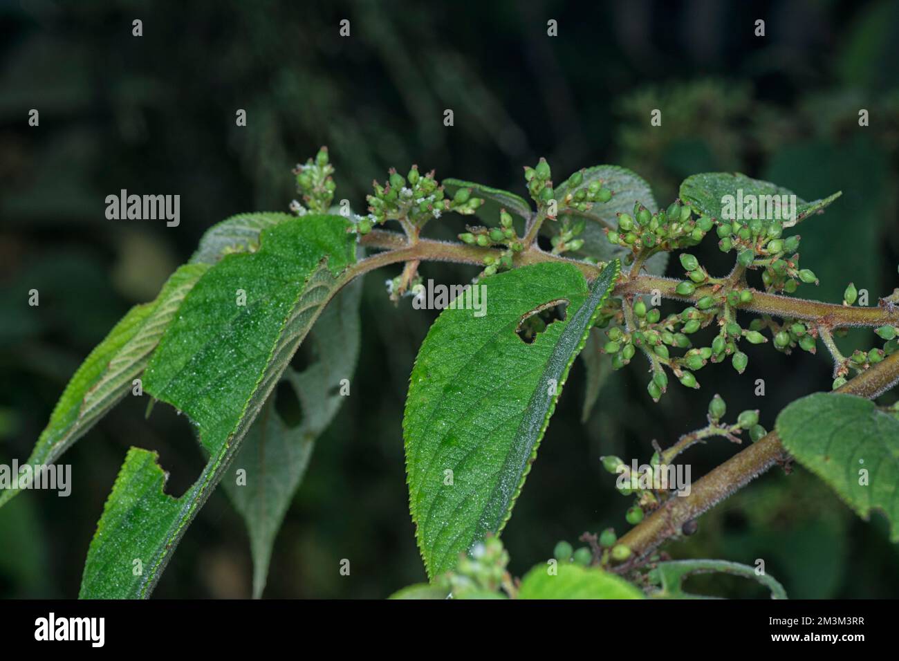 Trema orientale hi-res stock photography and images - Alamy