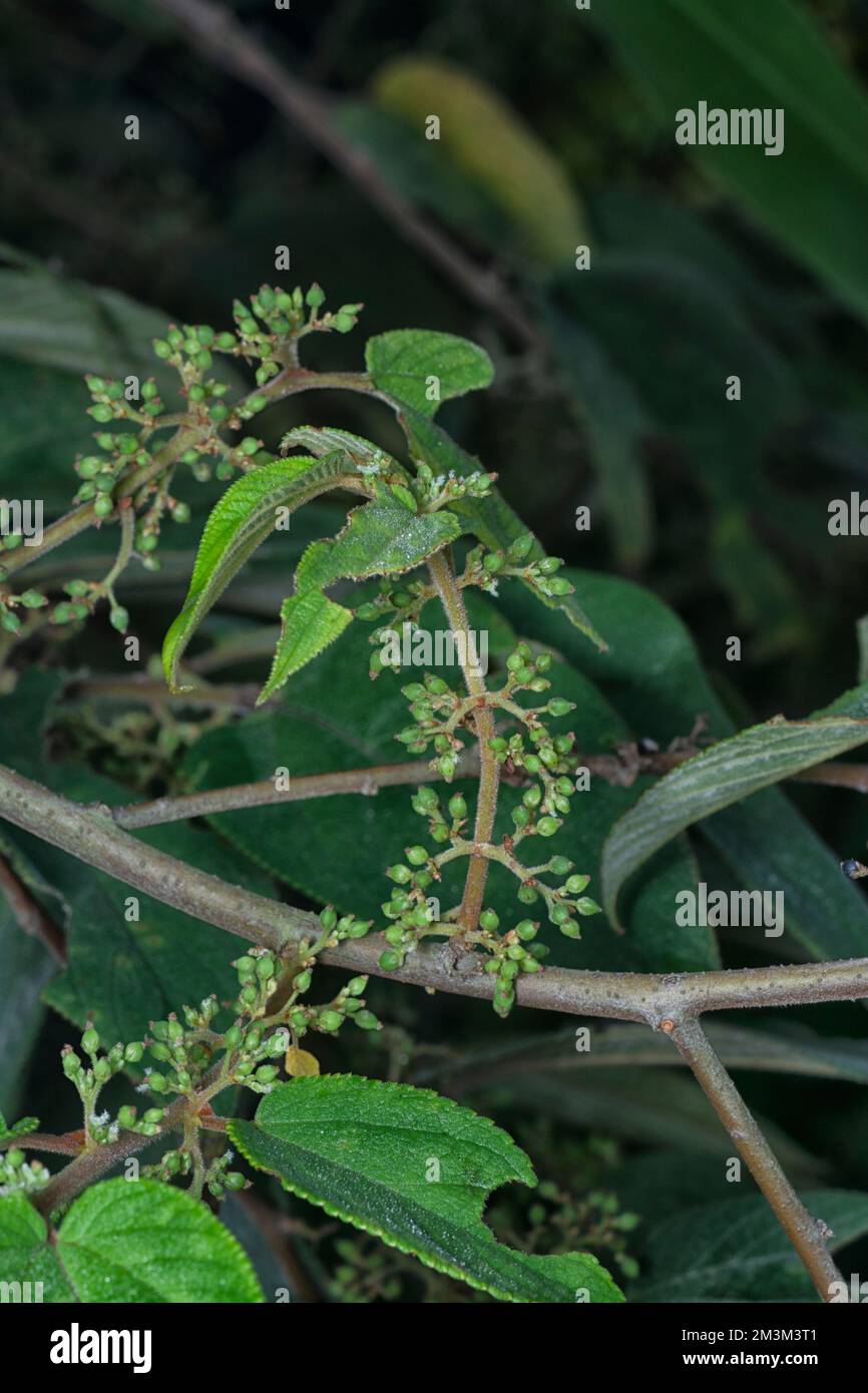 close up of the wild trema orientalis tree plant Stock Photo - Alamy
