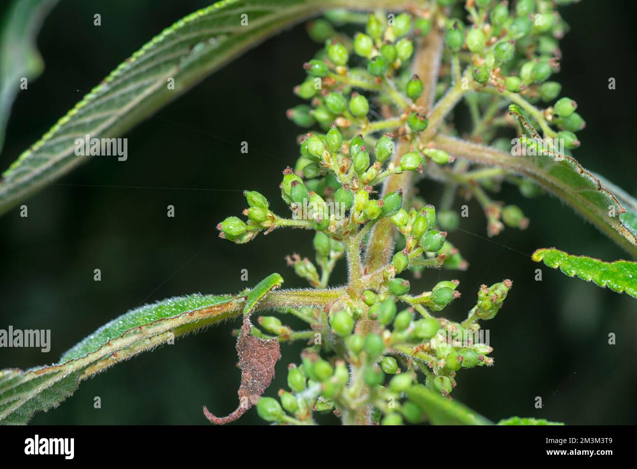Trema orientalis hi-res stock photography and images - Alamy