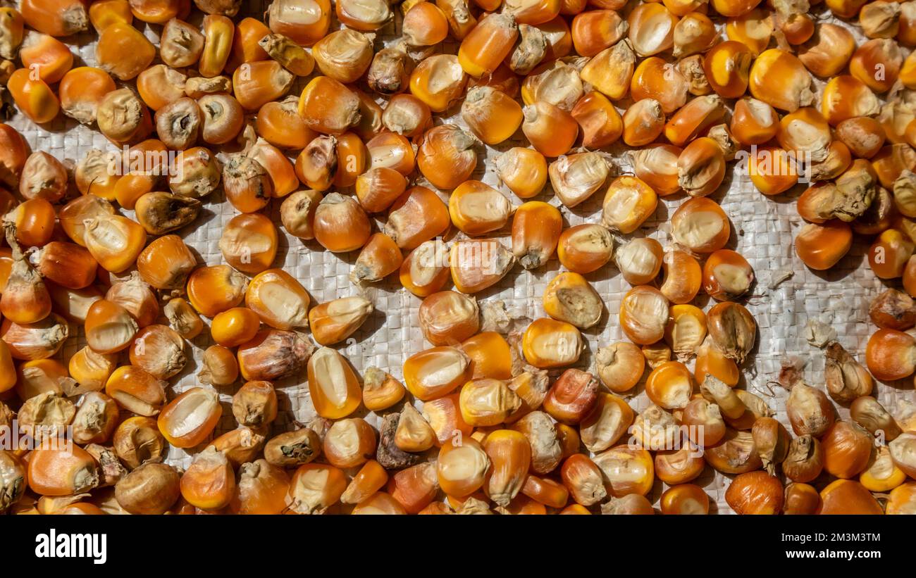 pile of corn kernels as background Stock Photo - Alamy