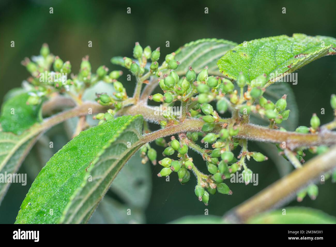 Trema orientalis hi-res stock photography and images - Alamy