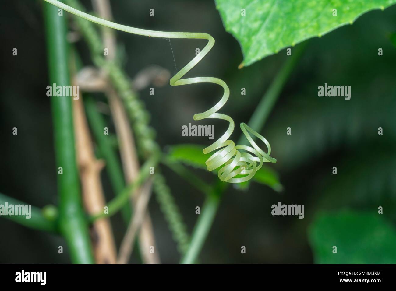Twisting ivy leaves hi-res stock photography and images - Alamy