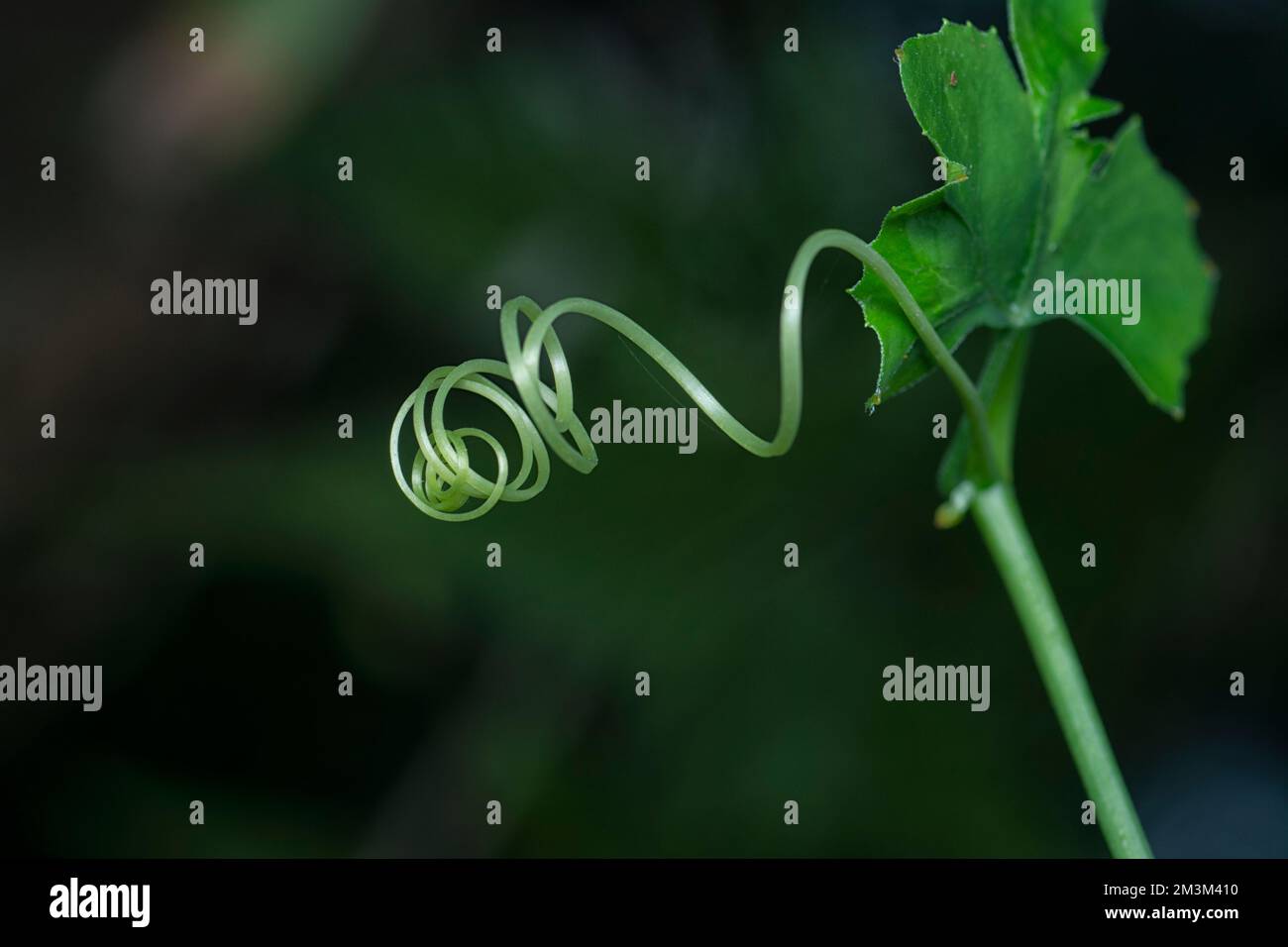 Twisting ivy leaves hi-res stock photography and images - Alamy