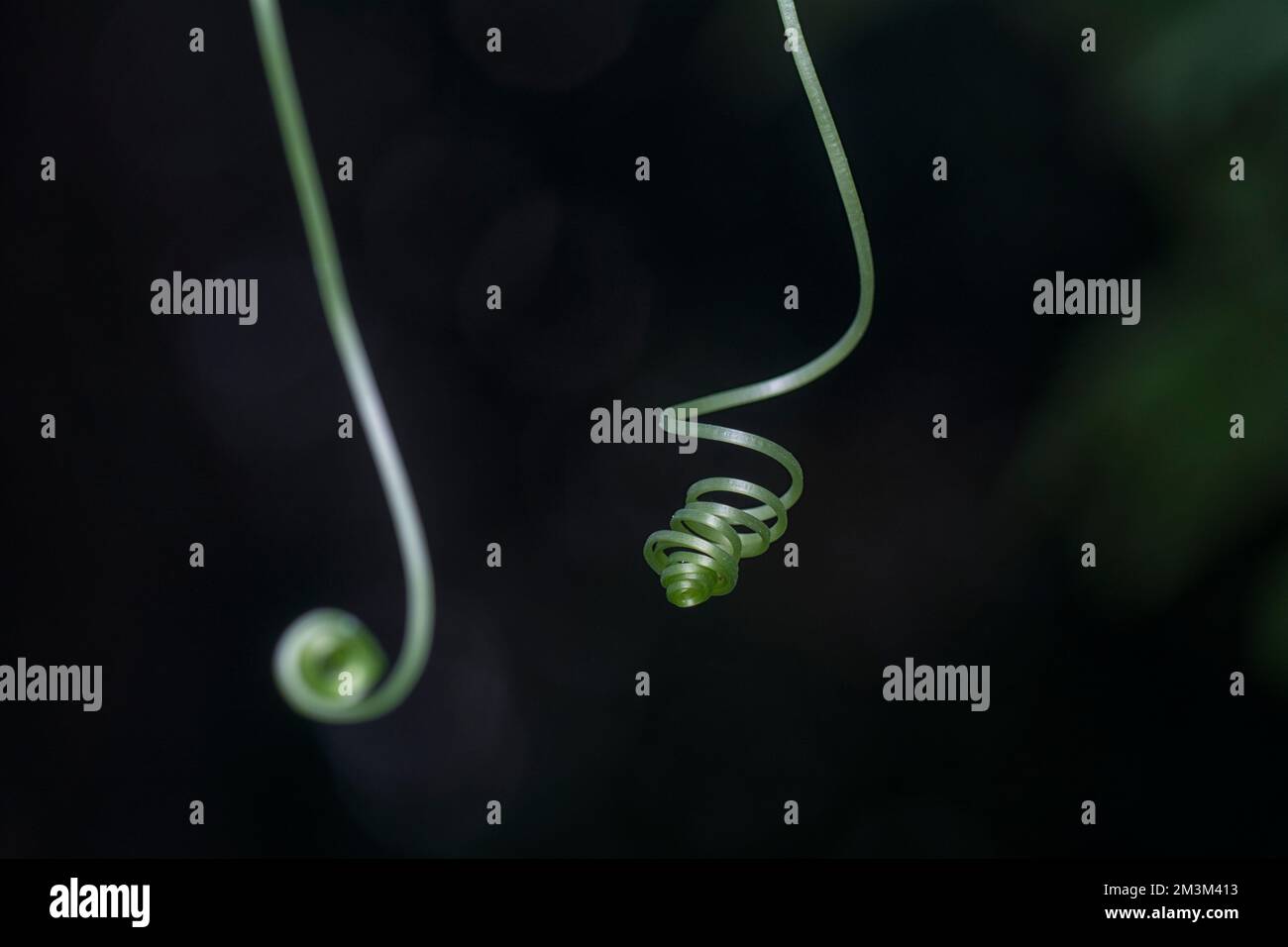 close shot of the twisting tendril plant Stock Photo - Alamy