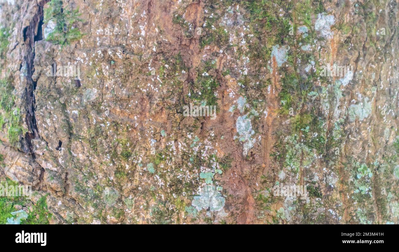 amazing bark texture as background Stock Photo - Alamy