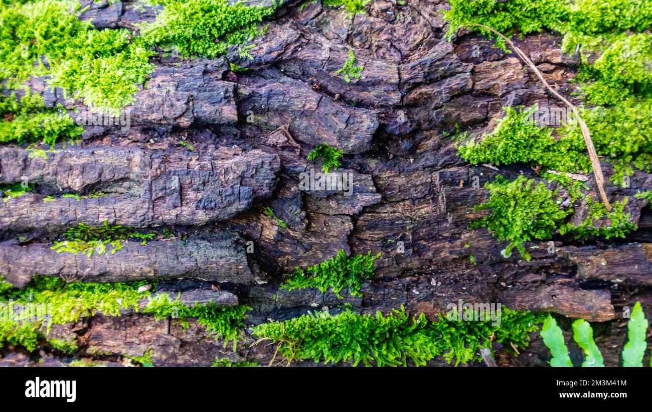 Mossy wood texture as background Stock Photo - Alamy