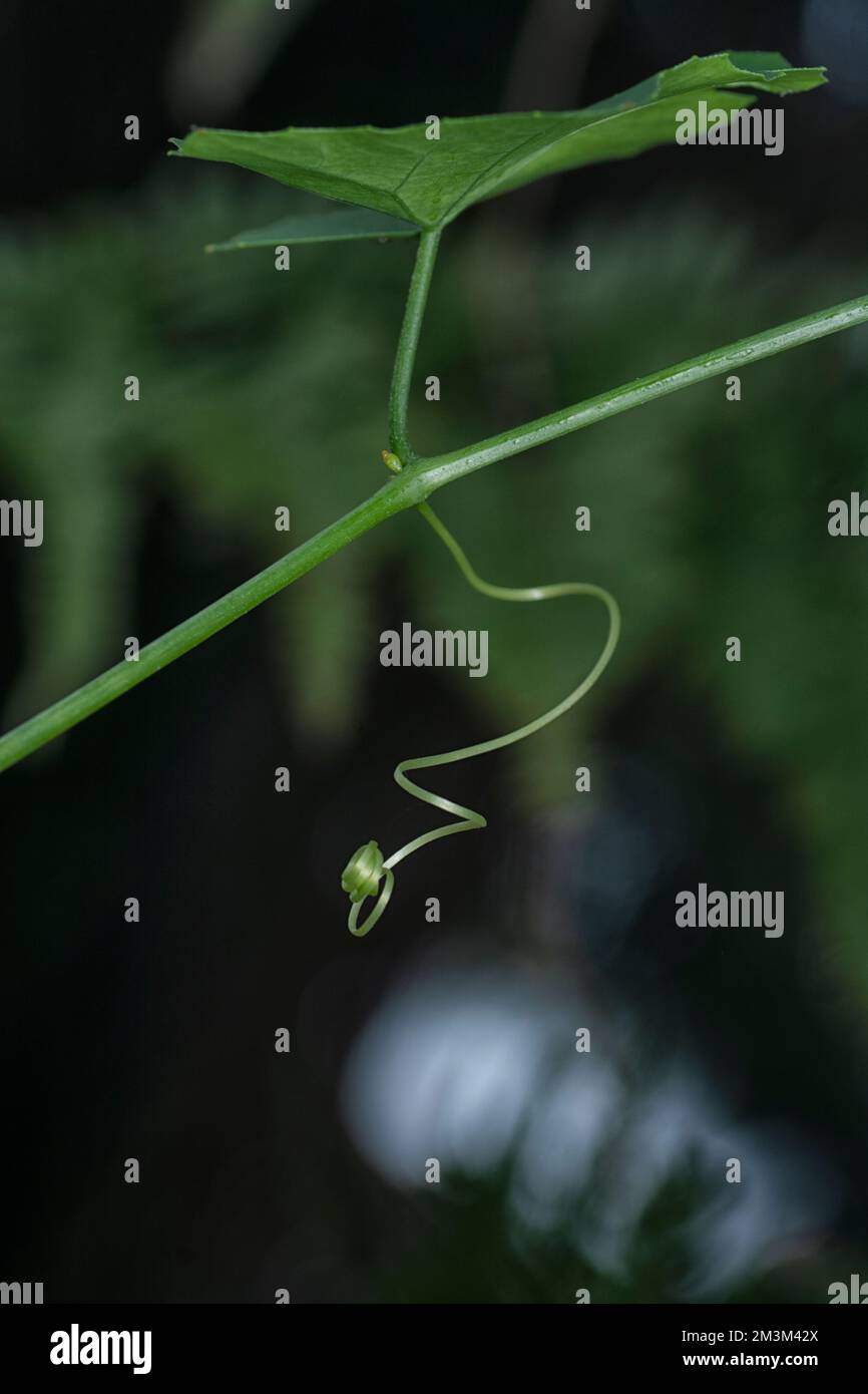 Twisting ivy leaves hi-res stock photography and images - Alamy