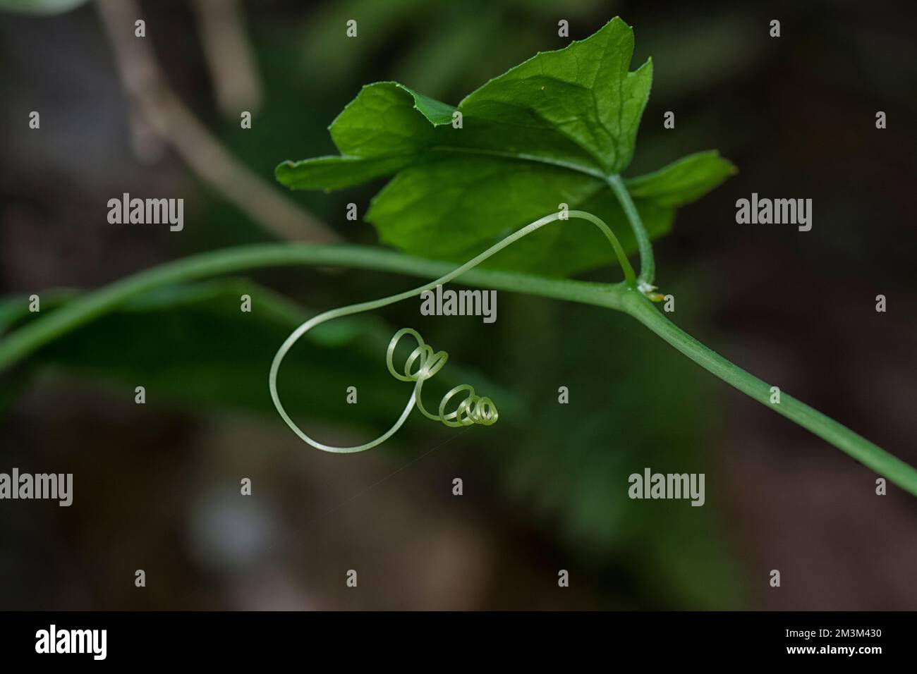 close shot of the twisting tendril plant Stock Photo - Alamy