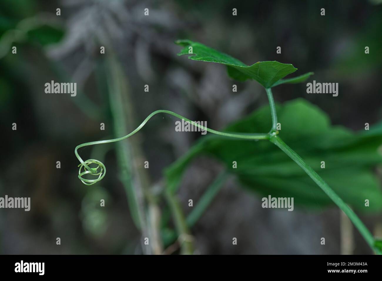 Twisting ivy leaves hi-res stock photography and images - Alamy