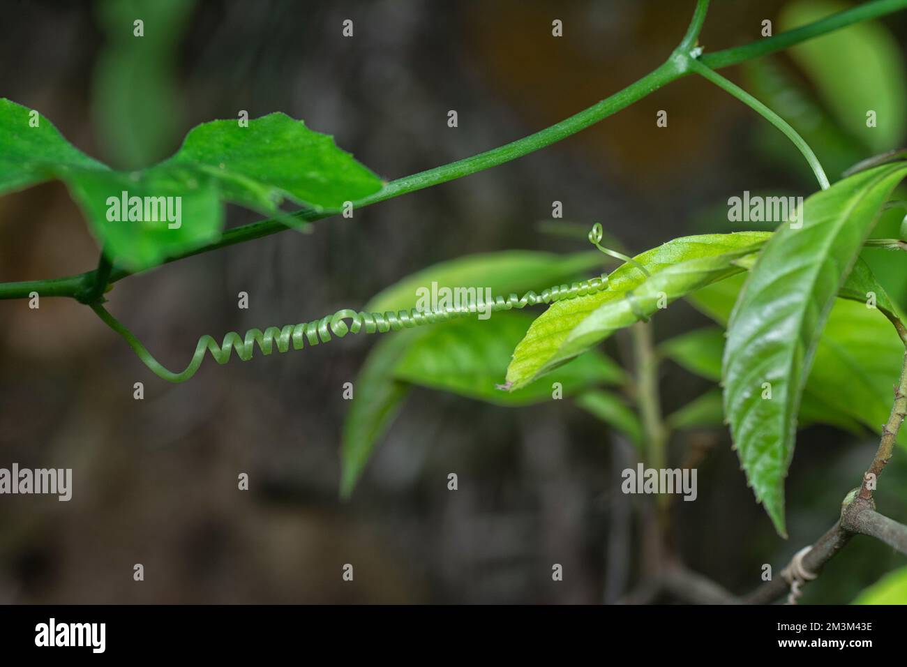Twisting ivy leaves hi-res stock photography and images - Alamy