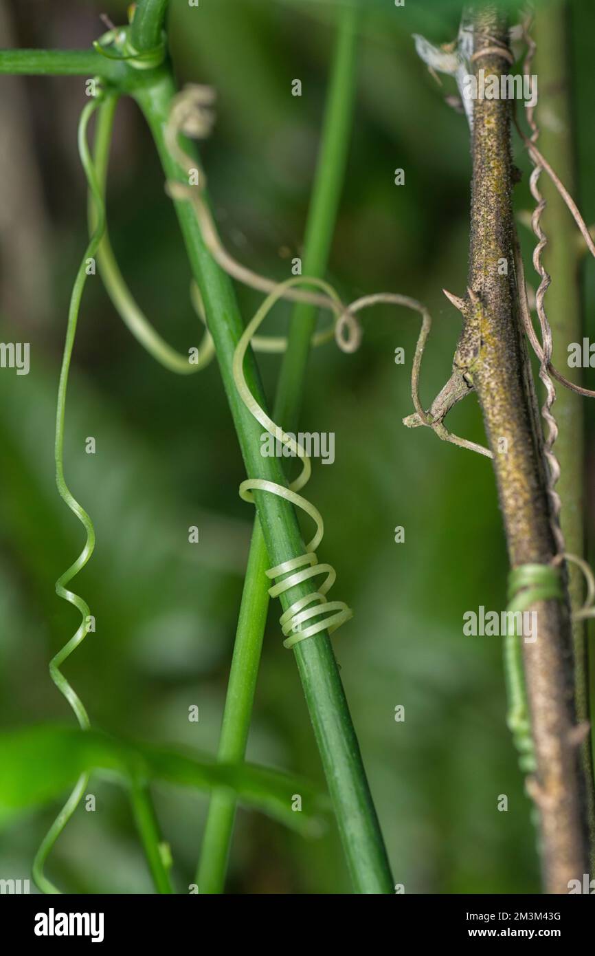 Twisting ivy leaves hi-res stock photography and images - Alamy