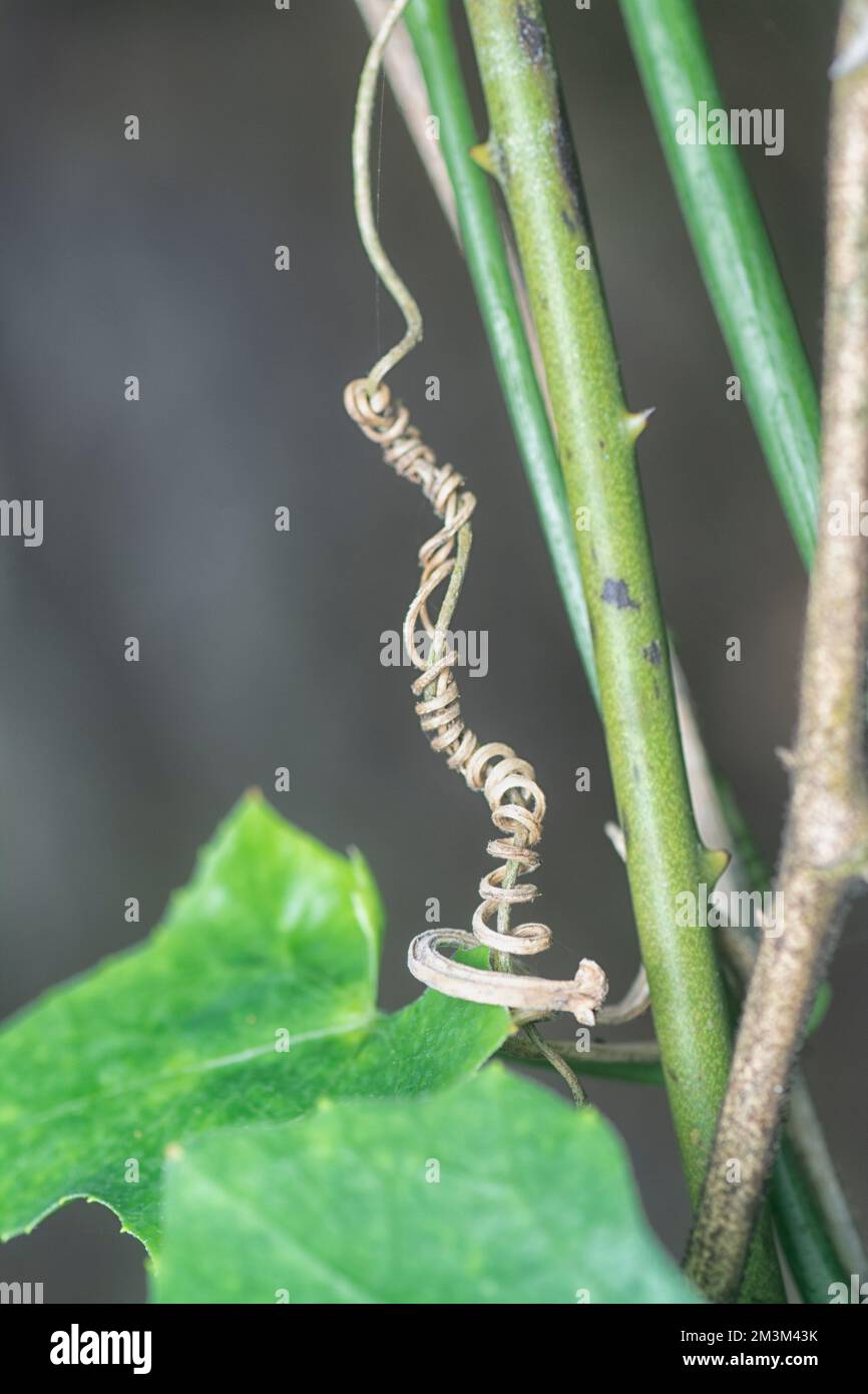 Twisting green vines hi-res stock photography and images - Alamy