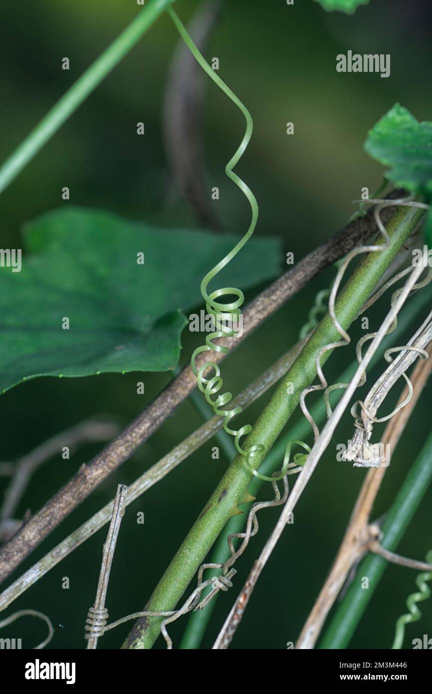 close shot of the twisting tendril plant Stock Photo - Alamy