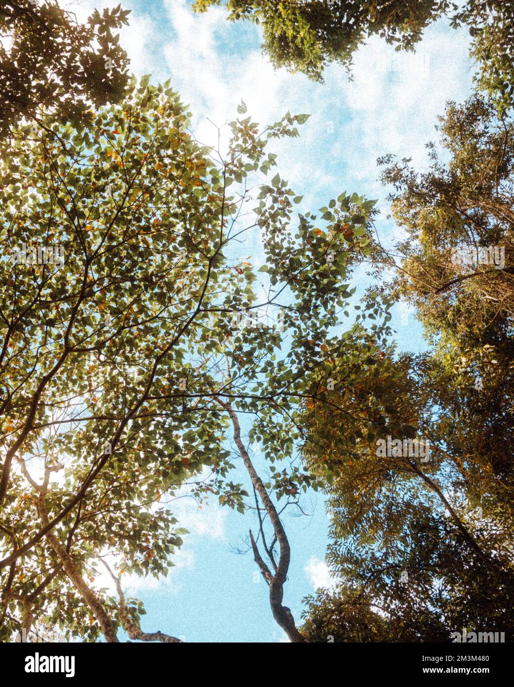 A low angle of trees in a tropical forest shot in Rio de Janeiro ...