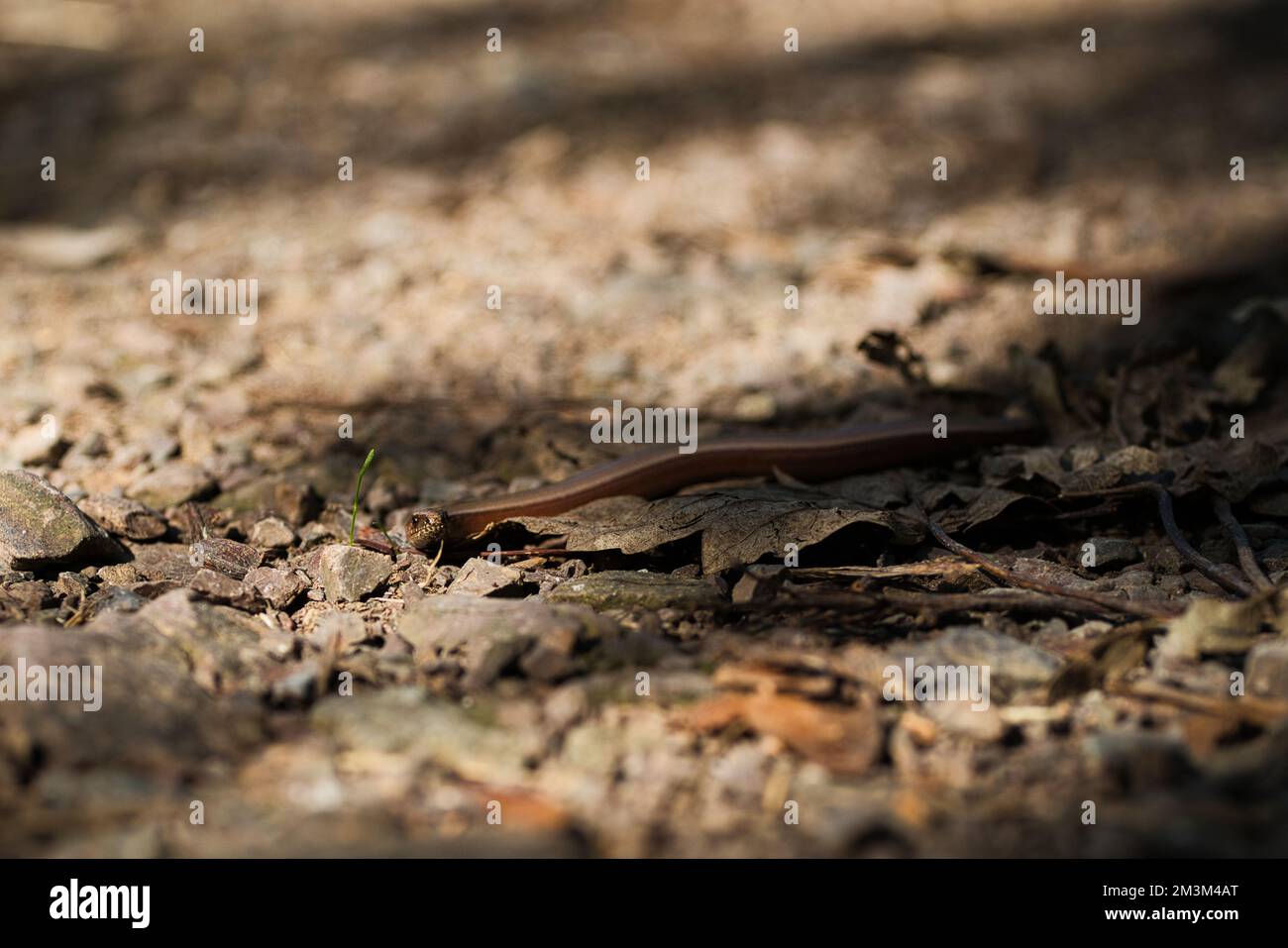 Snake leaves rocks hi-res stock photography and images - Alamy