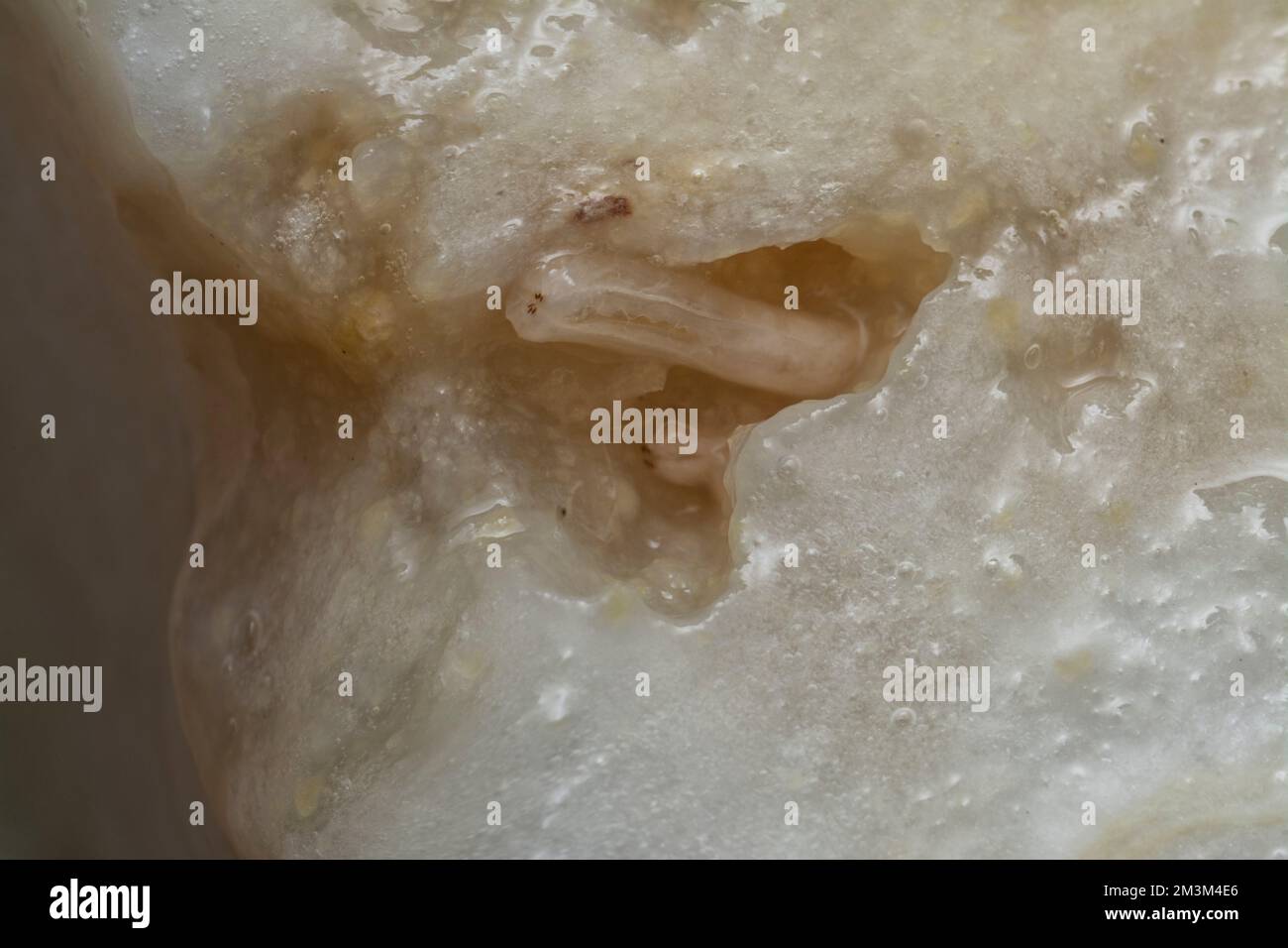 Rotten apple maggot hi-res stock photography and images - Alamy