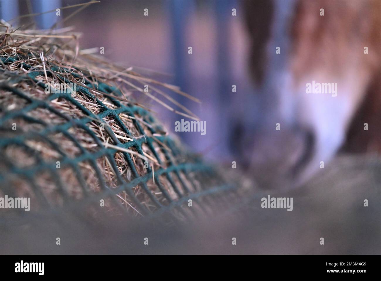 Net horse hi-res stock photography and images - Alamy