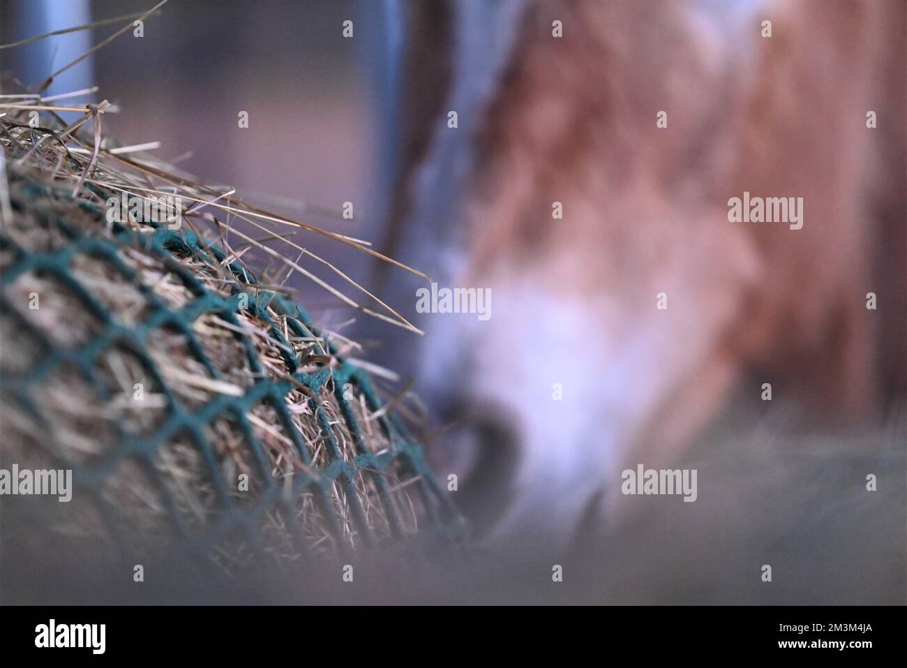 Hay under a green hay net besides the mouth of a horse Stock Photo - Alamy
