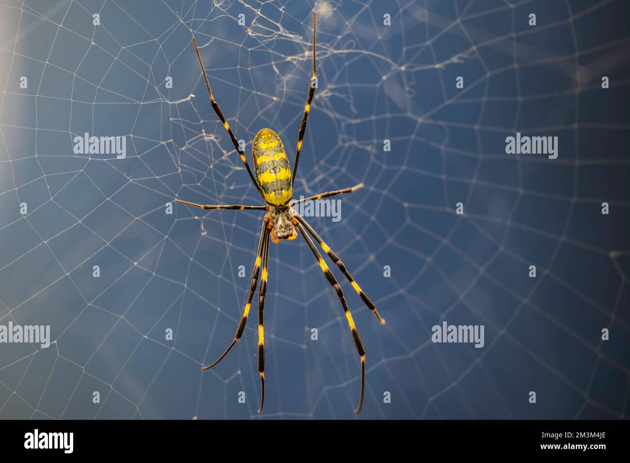 Spider pottery hi-res stock photography and images - Alamy