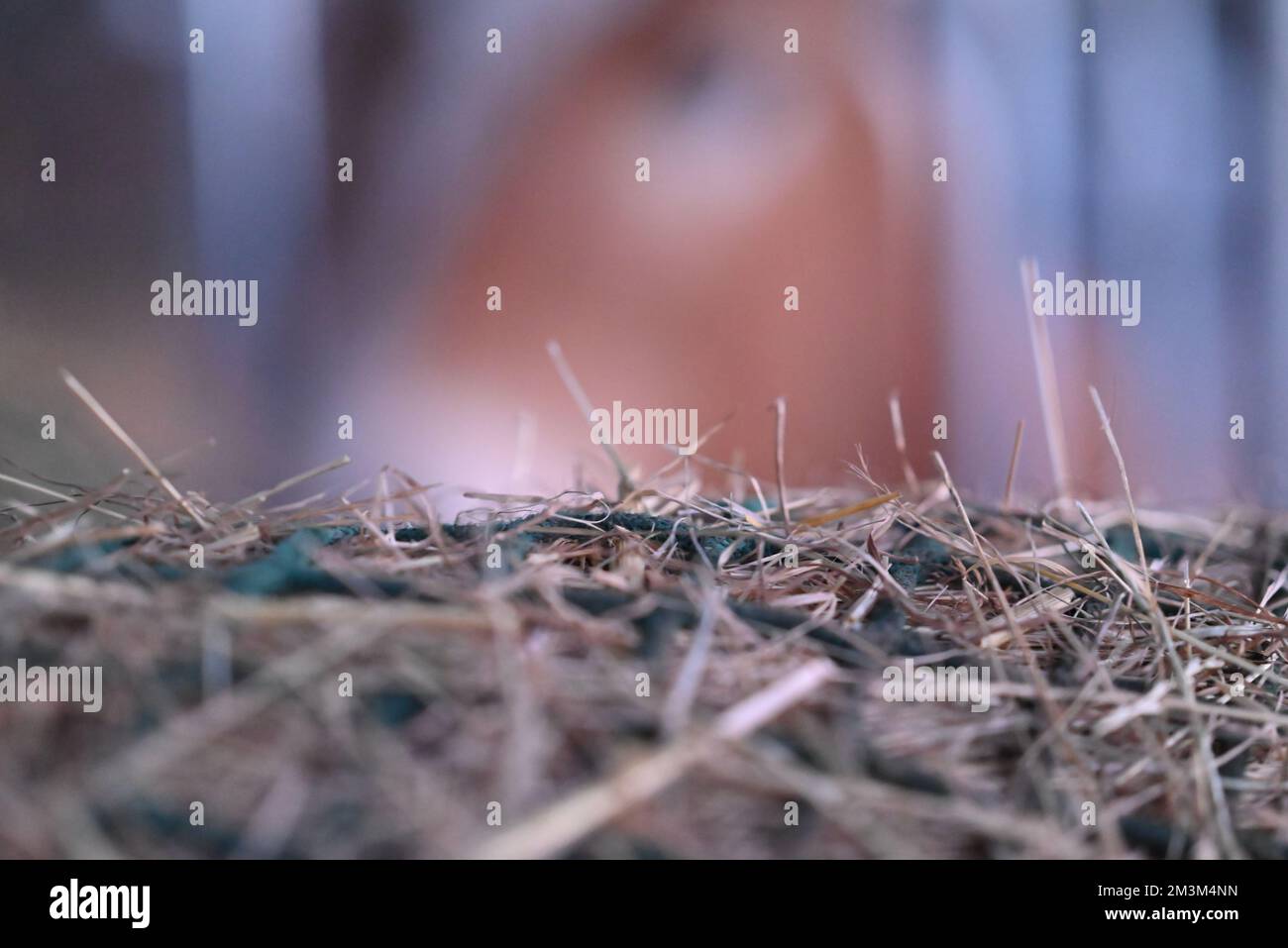 Net horse hi-res stock photography and images - Alamy