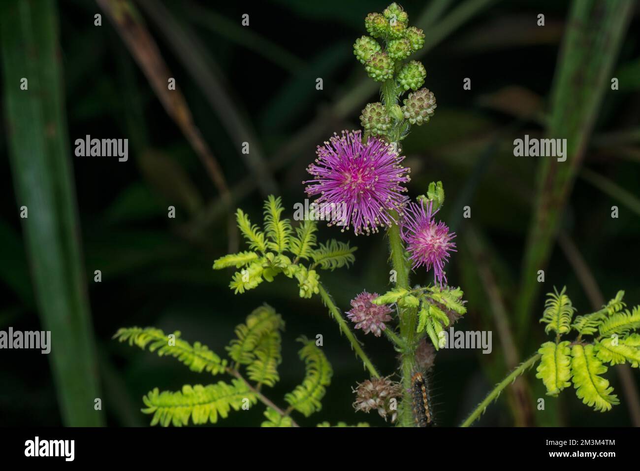 Mimosa invisa hi-res stock photography and images - Alamy